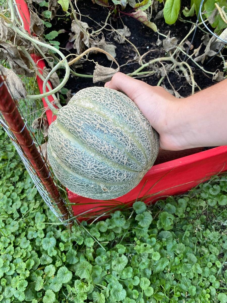Voici l'histoire du melon de Montréal, un fruit disparu qui aurait ...