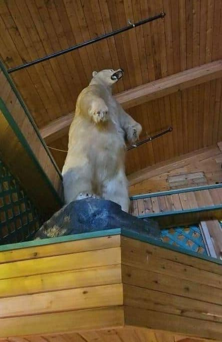 Un ours polaire de 500 livres volé dans un centre de bien-être ...