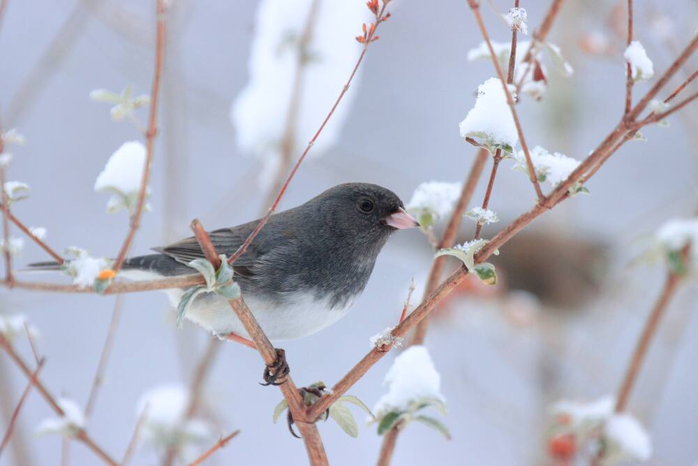 7 espèces d'oiseaux à observer en mai au Québec | Salut Bonjour