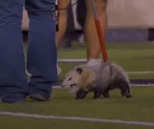 À VOIR: un opossum en furie envahit un terrain de football en plein ...