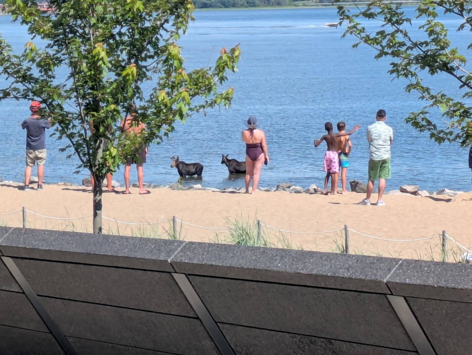 [EN IMAGES] Deux orignaux se promènent près de la plage du boulevard ...