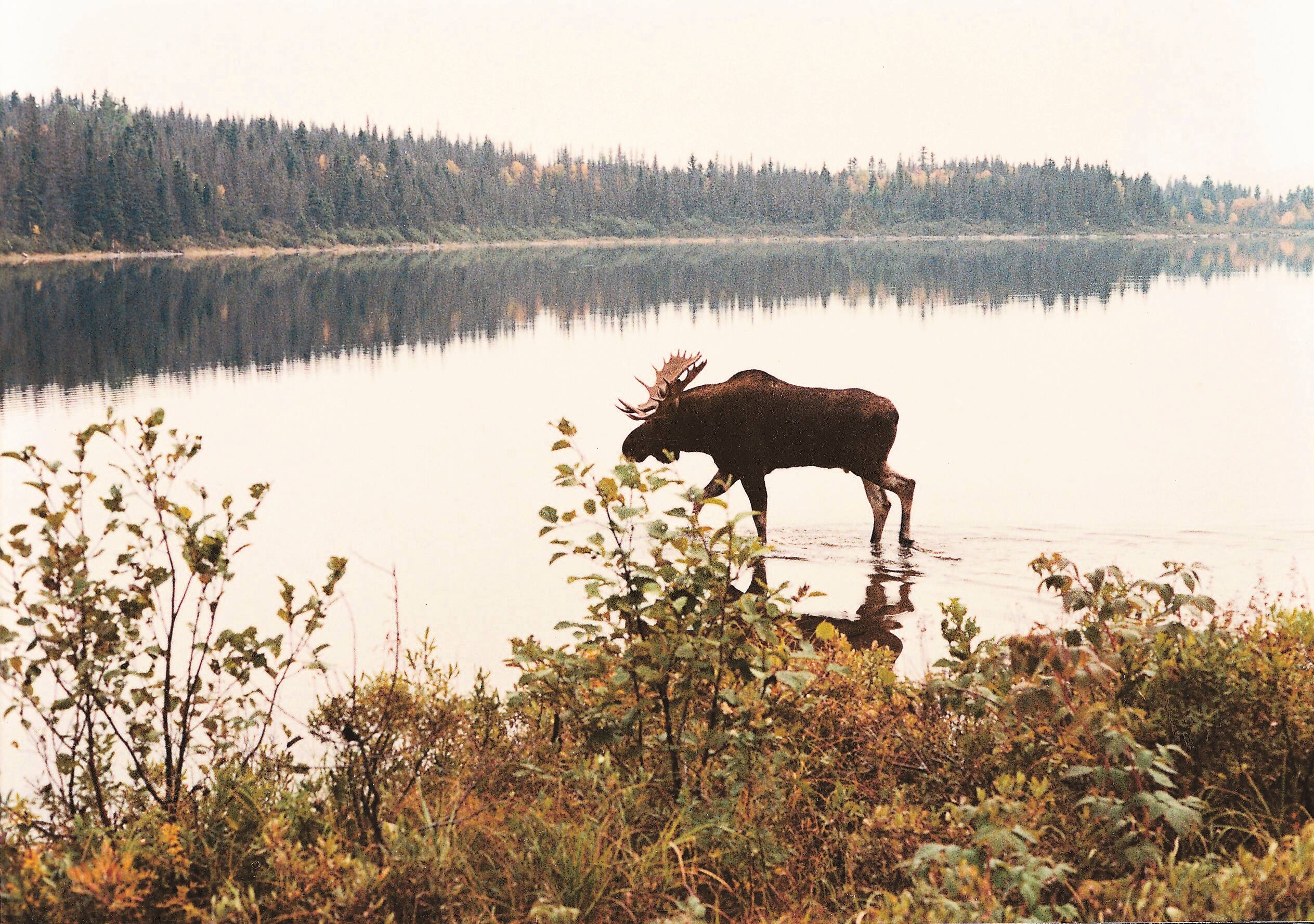 5 endroits pour voir des animaux sauvages en liberté près de Québec | JDM