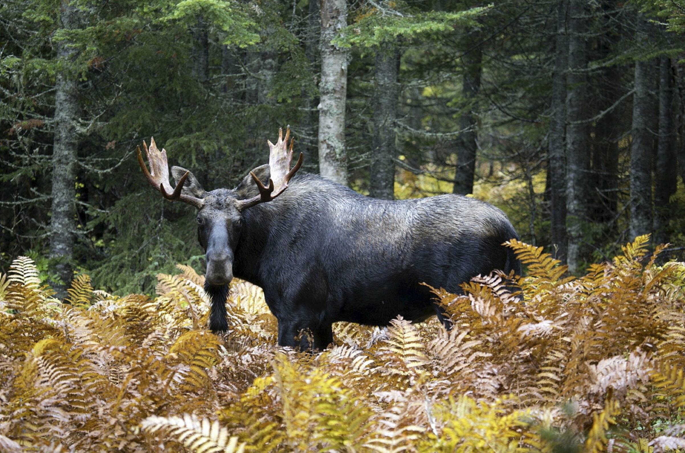 Des orignaux abattus de nuit en pick-up dans la réserve faunique de Matane | JDM