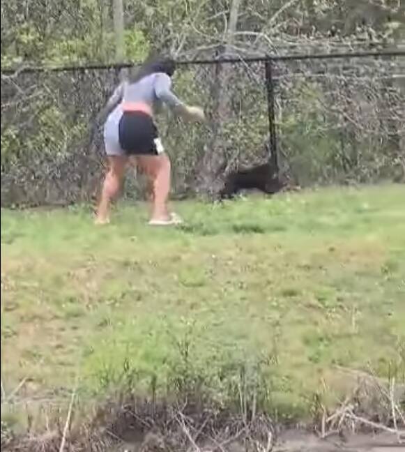 EN VIDÉO | «Laisser l'animal tranquille»: un groupe met en danger un ...