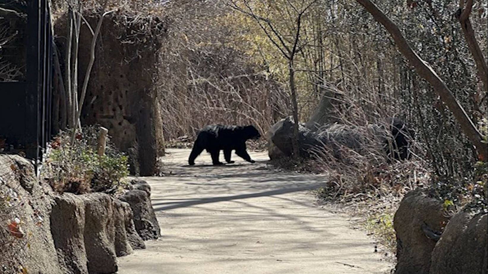 Un ours s’échappe d’un zoo pour la deuxième fois en un mois | TVA Nouvelles