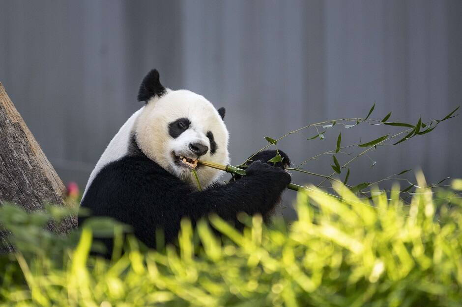 Le panda géant n'est plus une espèce en danger, selon la Chine | TVA ...