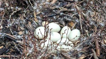 Une cane couve ses œufs à deux pas de Place Ville Marie | 24 heures
