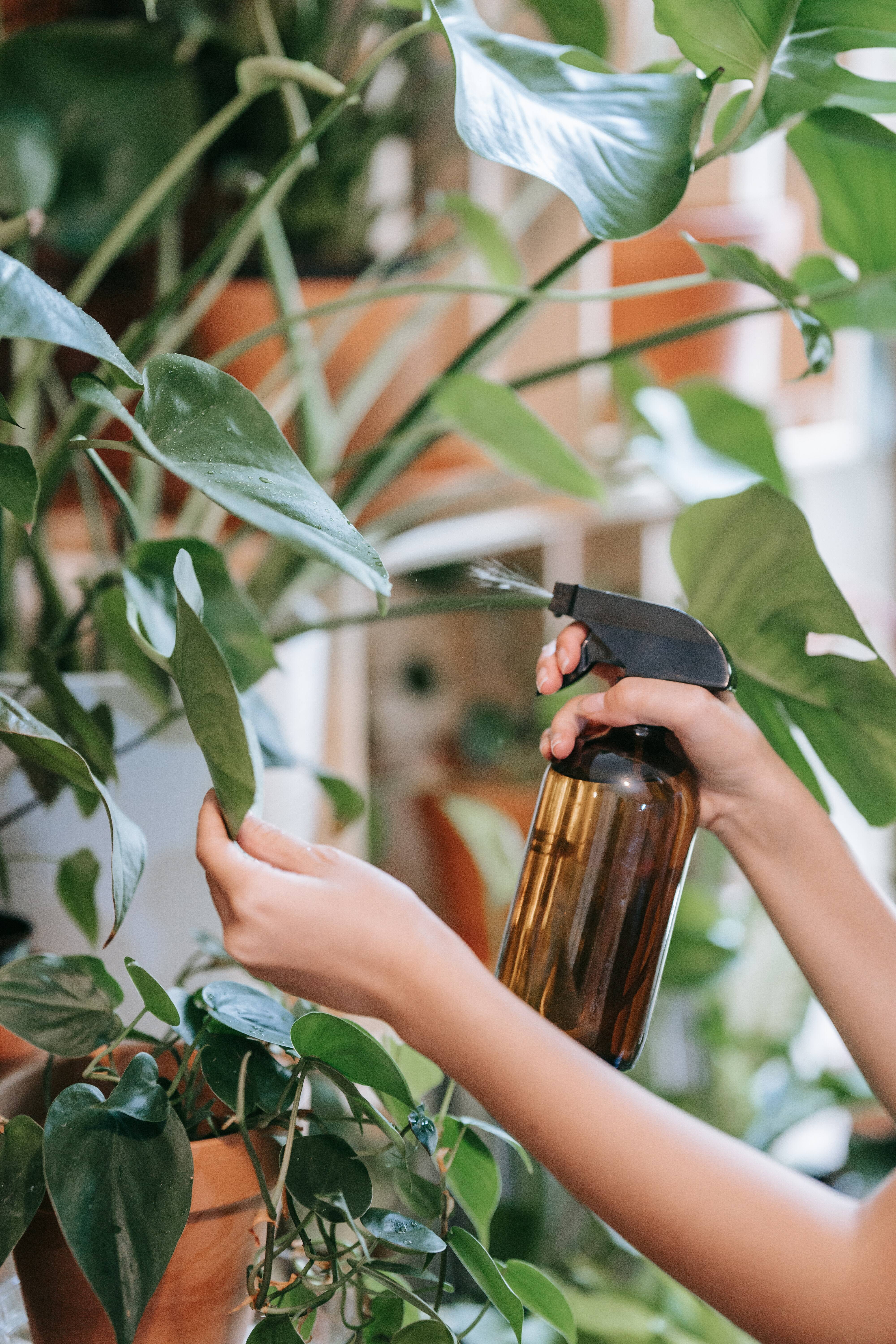 Insecticide Maison Pour Plantes D Intérieur | Ventana Blog