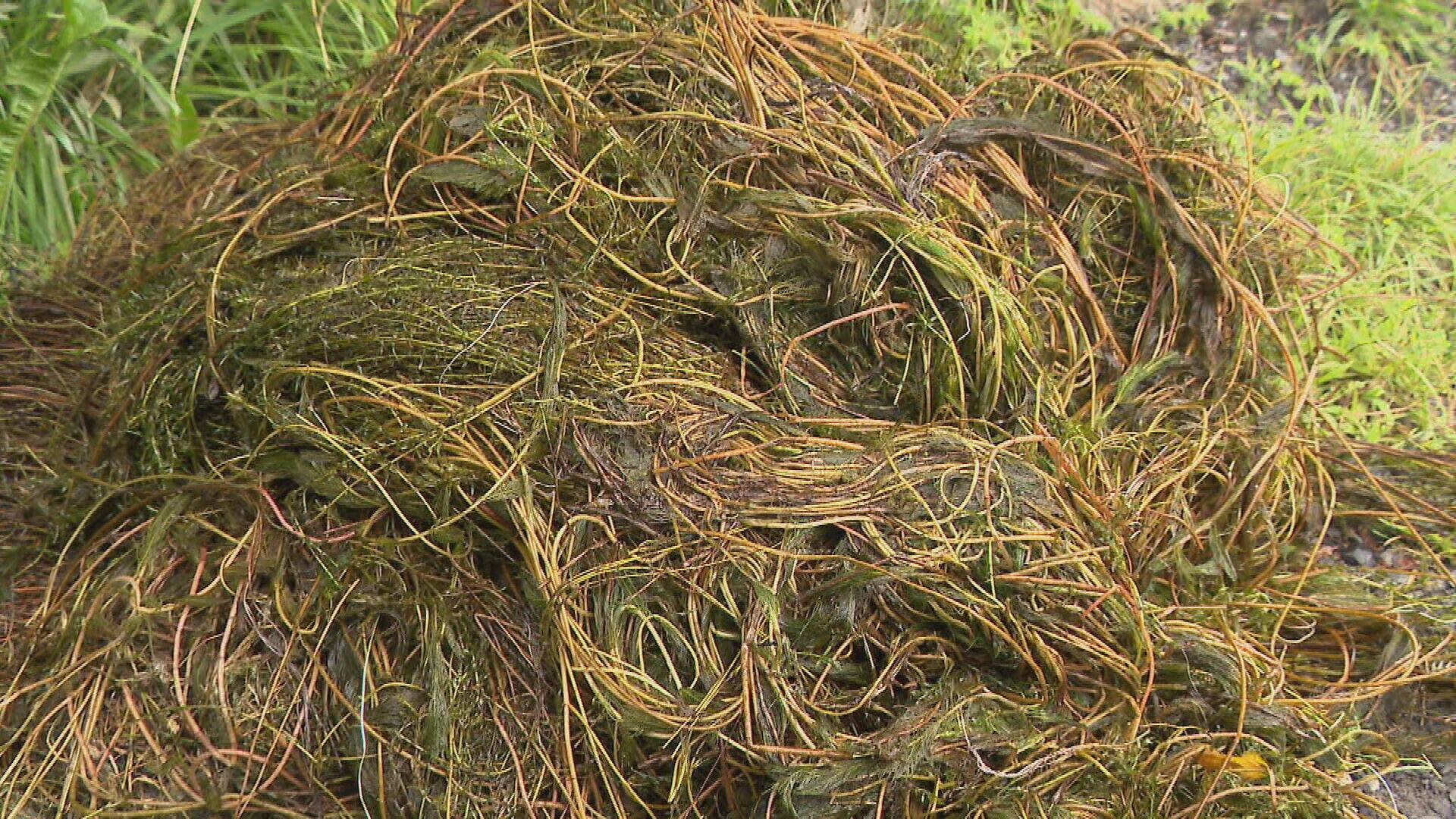 Le lac Davignon à Cowansville envahi de myriophylle à épis | JDM