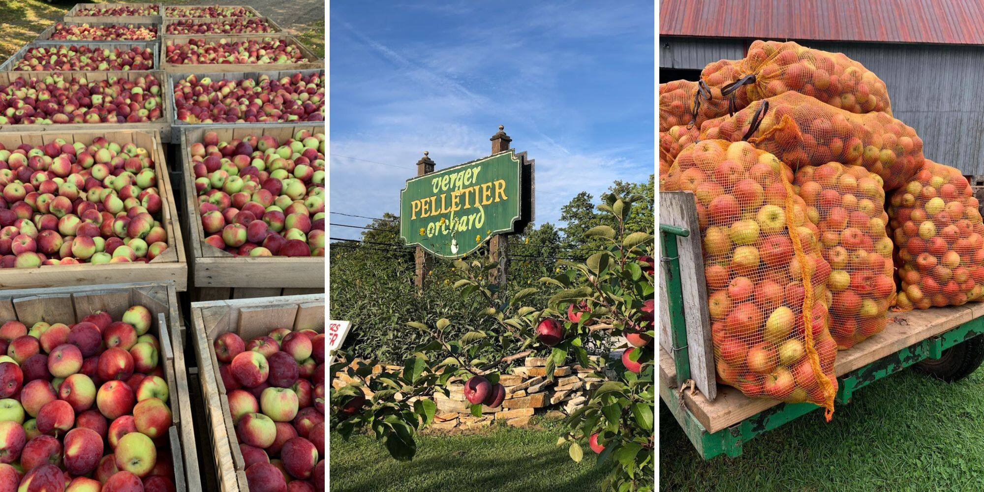 10 vergers où cueillir des pommes cet automne | Salut Bonjour