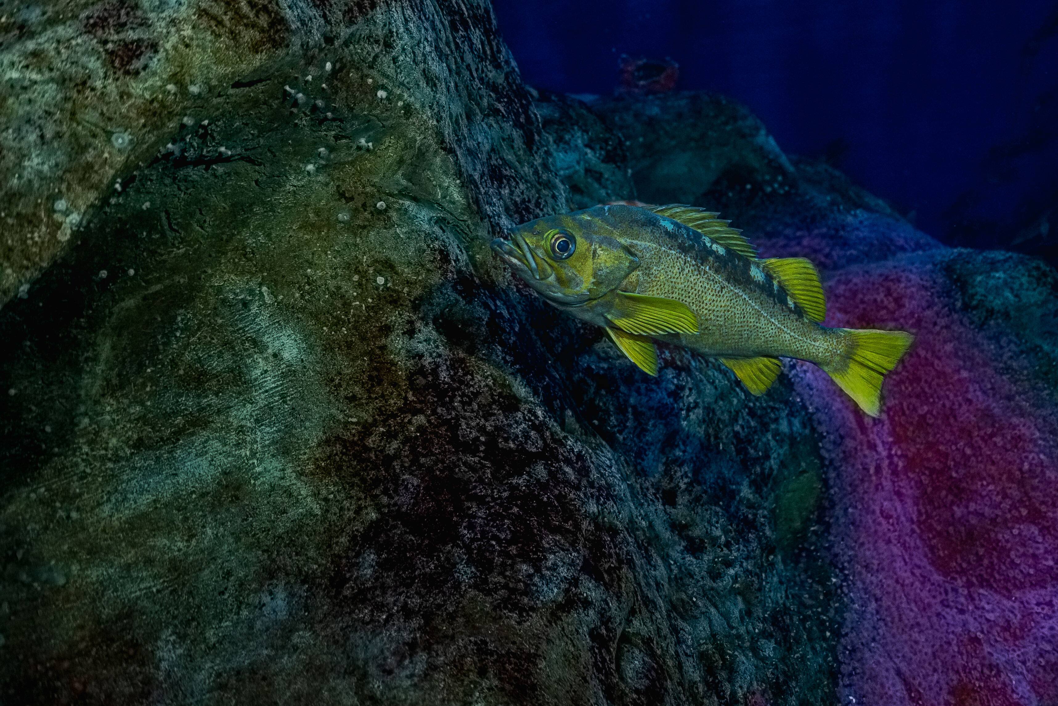 De la chirurgie pour les poissons | Le Journal de Québec