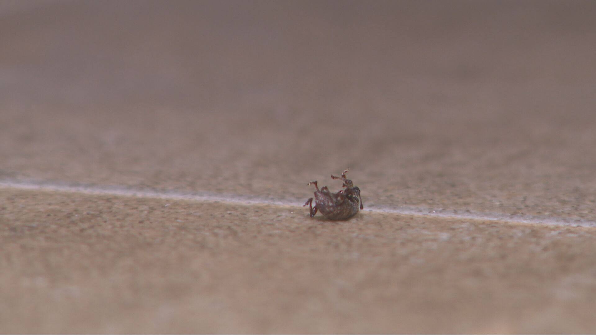 Punaises de lit dans un HLM à Chicoutimi: l’OMH appelle à la ...