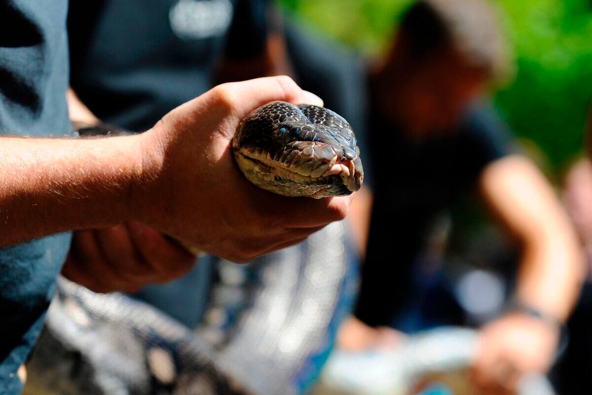 D’immenses serpents sont en train d’envahir une île des Caraïbes | QUB ...
