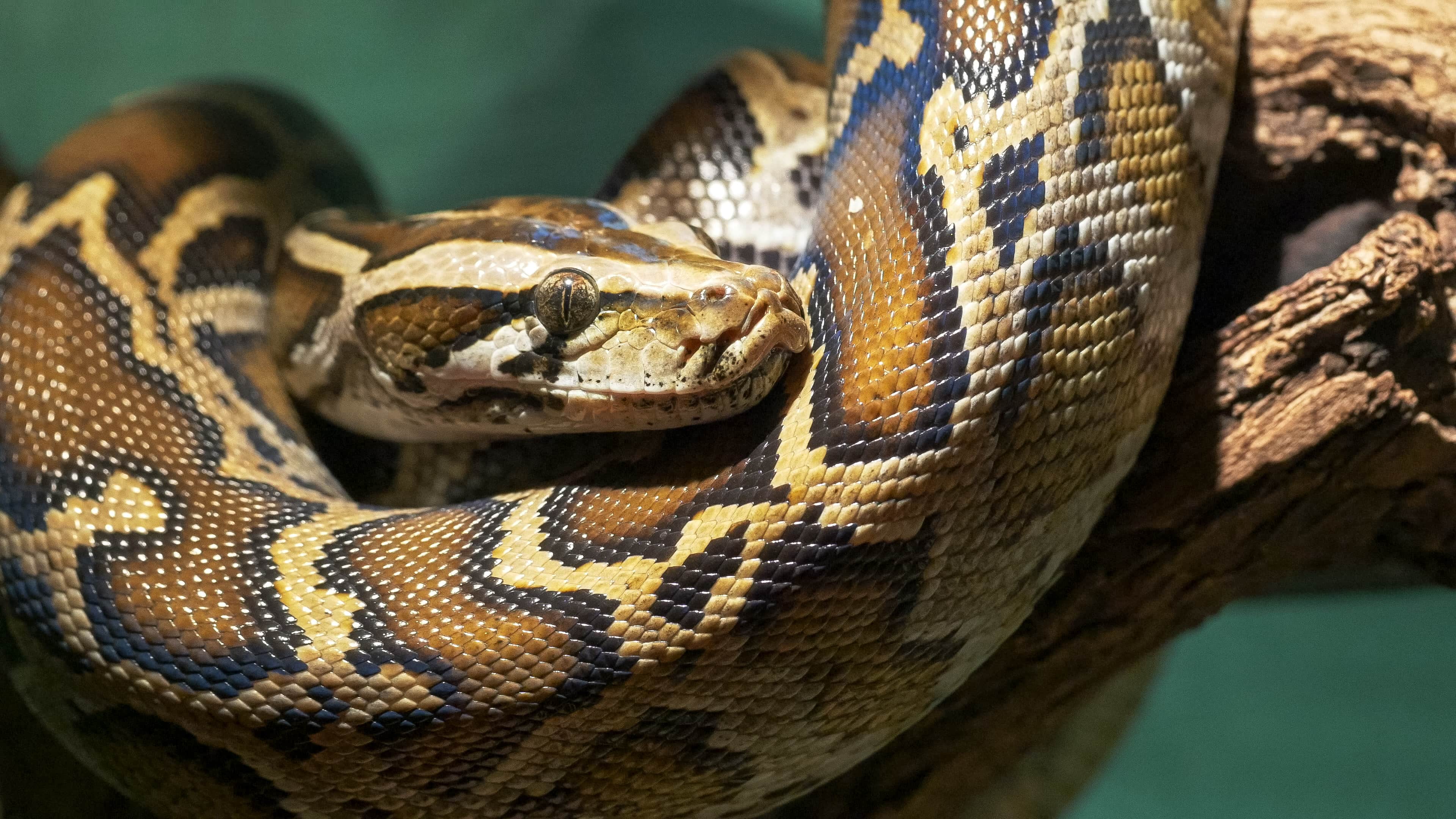 Frontière canado-américaine: 5000$ d’amende pour des pythons dans son ...