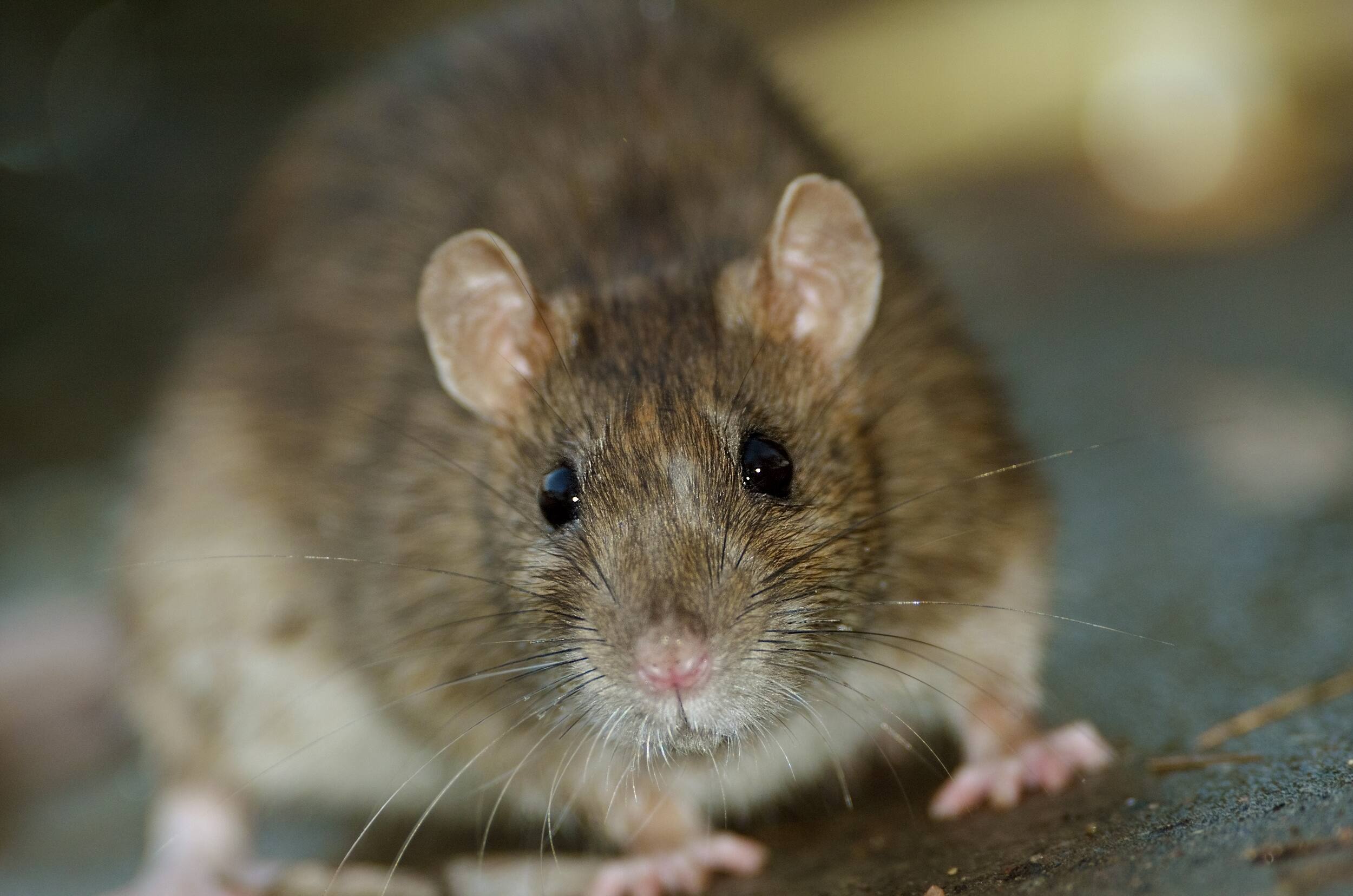 Montréal doit s’attaquer aux rats | TVA Nouvelles