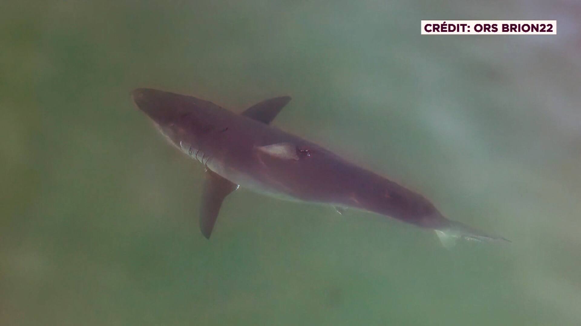 Des requins blancs observés dans les eaux du Saint-Laurent | TVA Nouvelles