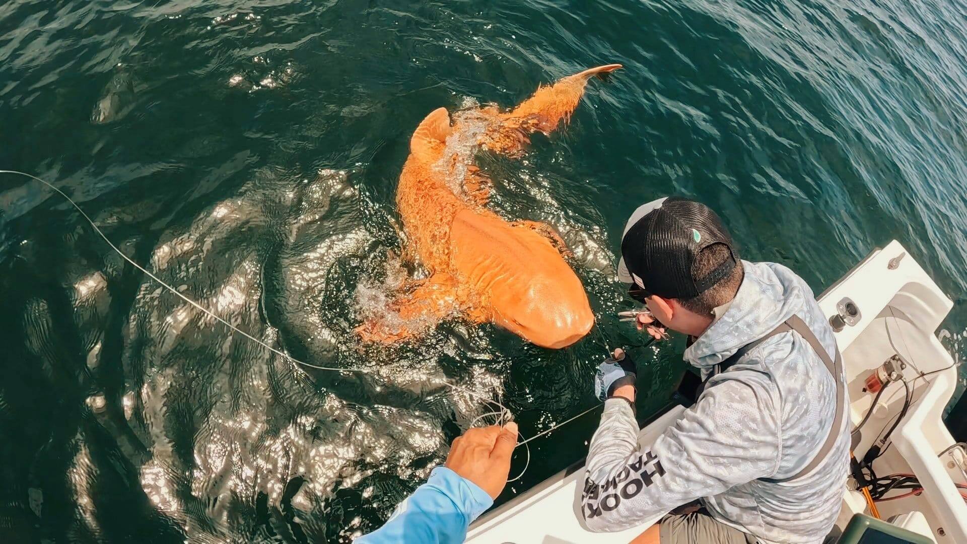 IMAGES | Un requin de couleur orange découvert pour la première fois au ...