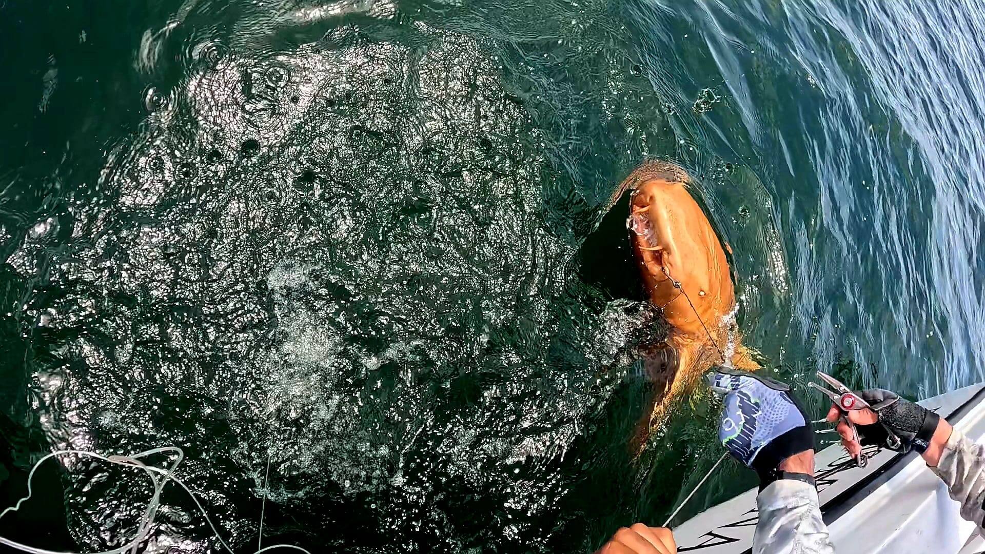 IMAGES | Un requin de couleur orange découvert pour la première fois au ...