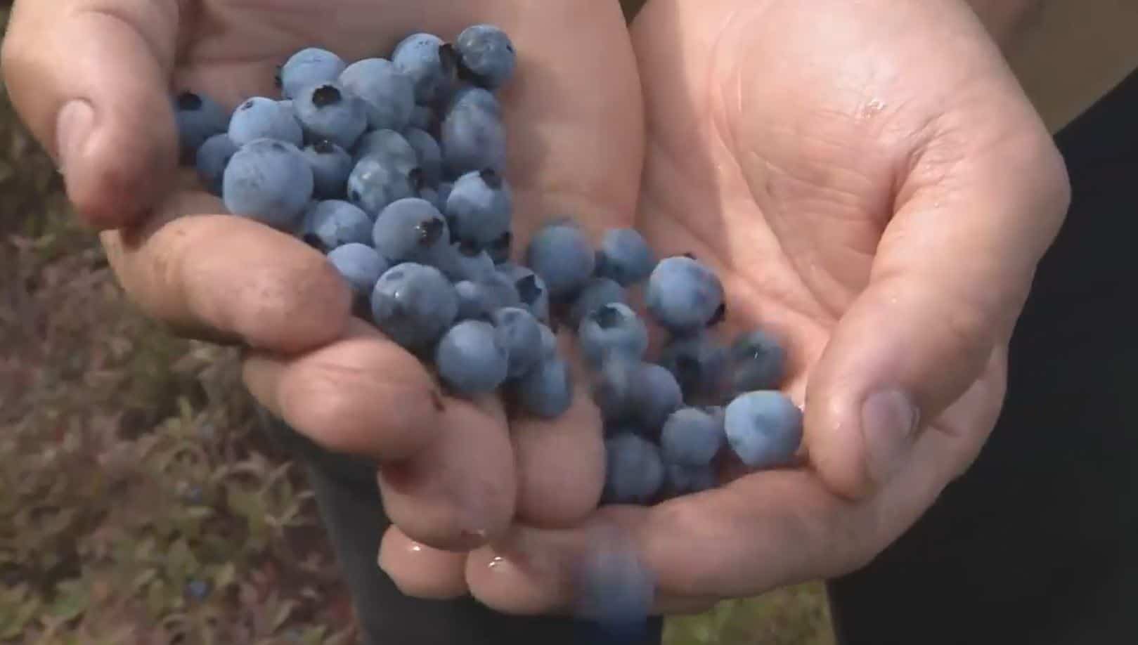 Saison du bleuet exceptionnelle au Saguenay | TVA Nouvelles