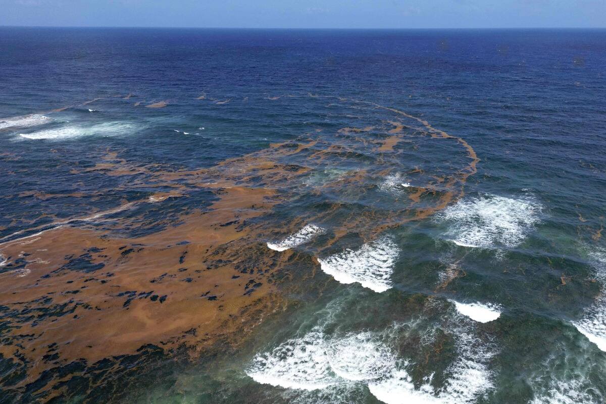 Fléau: des algues brunes puantes envahissent (encore) les plages du ...