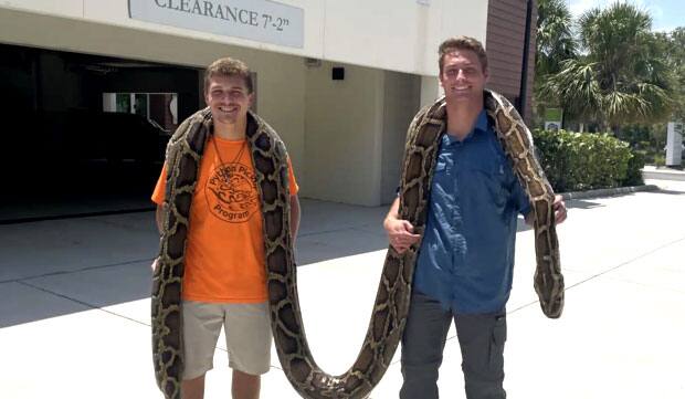 EN VIDÉO | Capture spectaculaire du plus gros python de la Floride ...