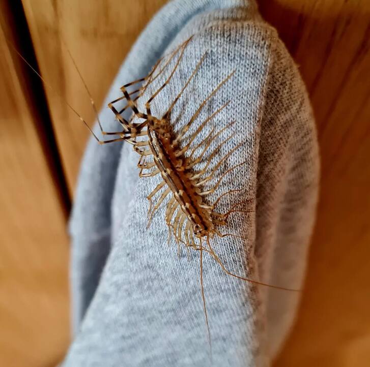 Scutigère de maison: tout sur ce centipède de 7 centimètres | TVA Nouvelles