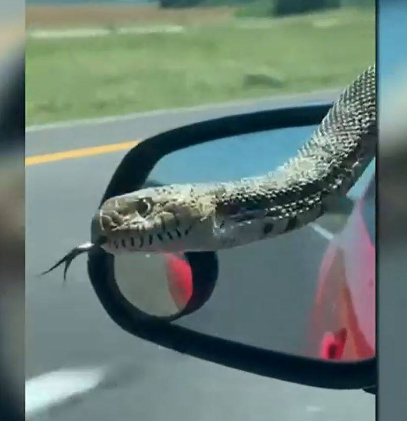 EN VIDÉO | Un serpent s'aventure sur son pare-brise | TVA Nouvelles