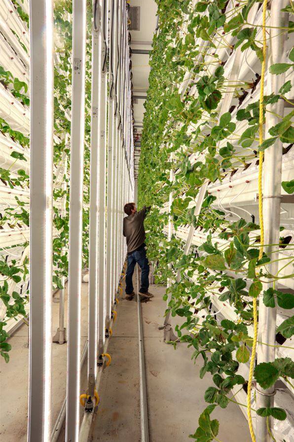 La première ferme verticale de fraises ouvre ses portes à Vaudreuil ...