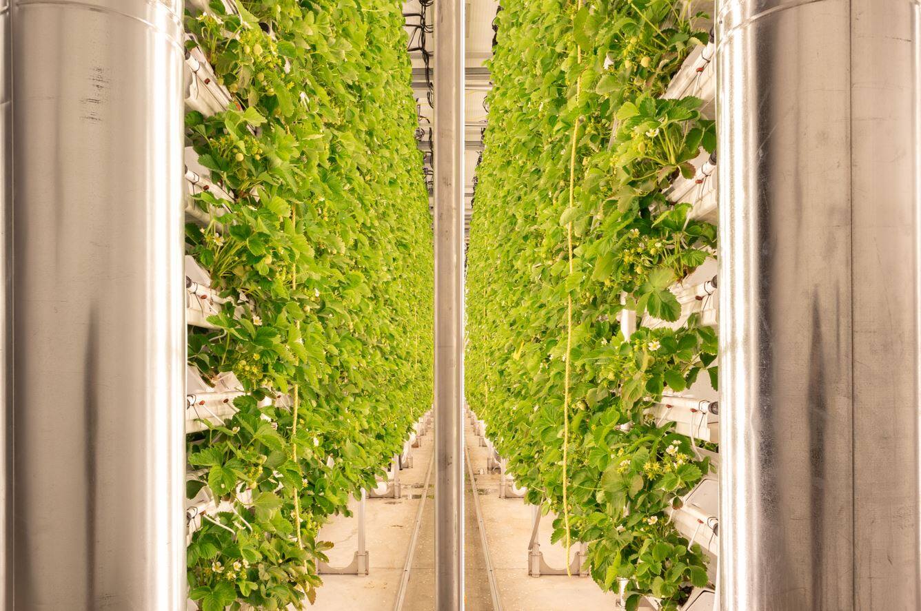 La première ferme verticale de fraises ouvre ses portes à Vaudreuil ...