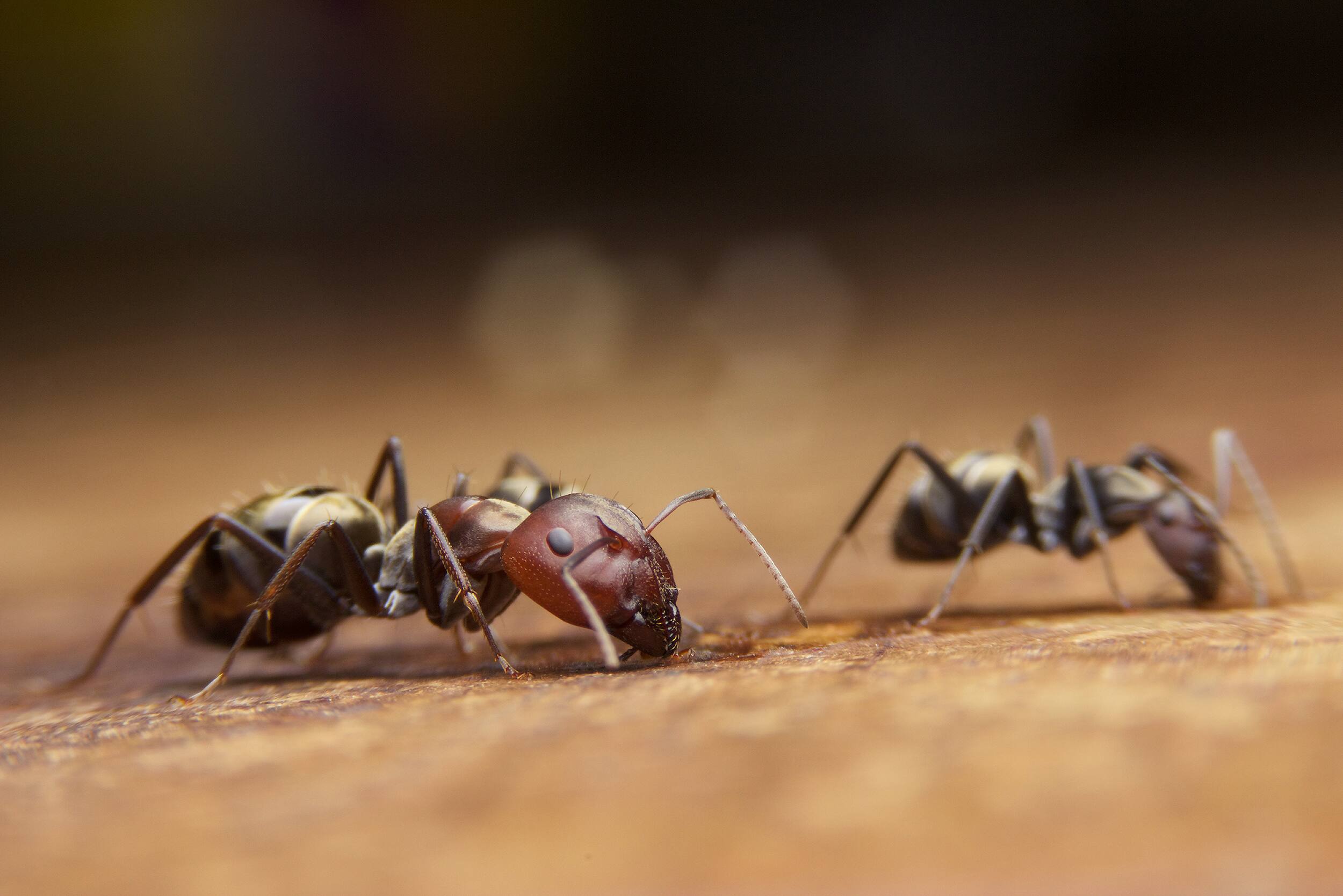 Invasion De Fourmis Dans La Maison En Hiver | Ventana Blog