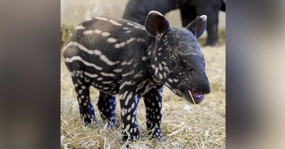 Un zoo québécois a vu naître cet animal très rare | Le Sac de chips