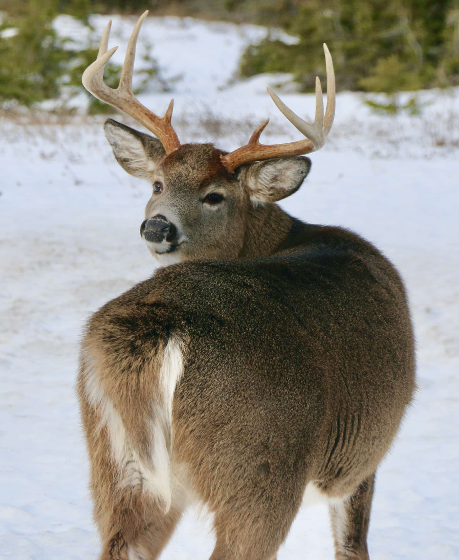 Les chasseurs de gros gibiers ont connu des succès prouvant que les ...