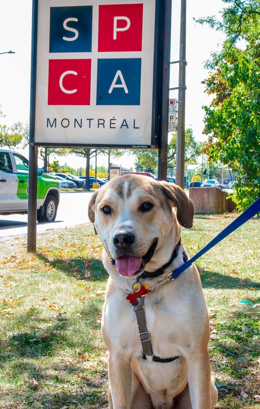 «On veut en faire plus»: une ligne d’urgence 24/7 à la SPCA pour ...