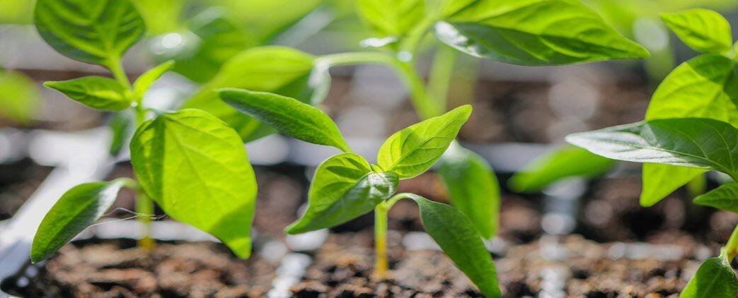 Ce qu'il faut savoir avant de cultiver des mini-poivrons | JDM