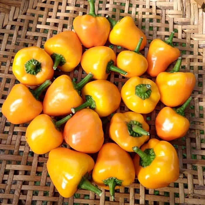 Ce qu'il faut savoir avant de cultiver des mini-poivrons | JDM