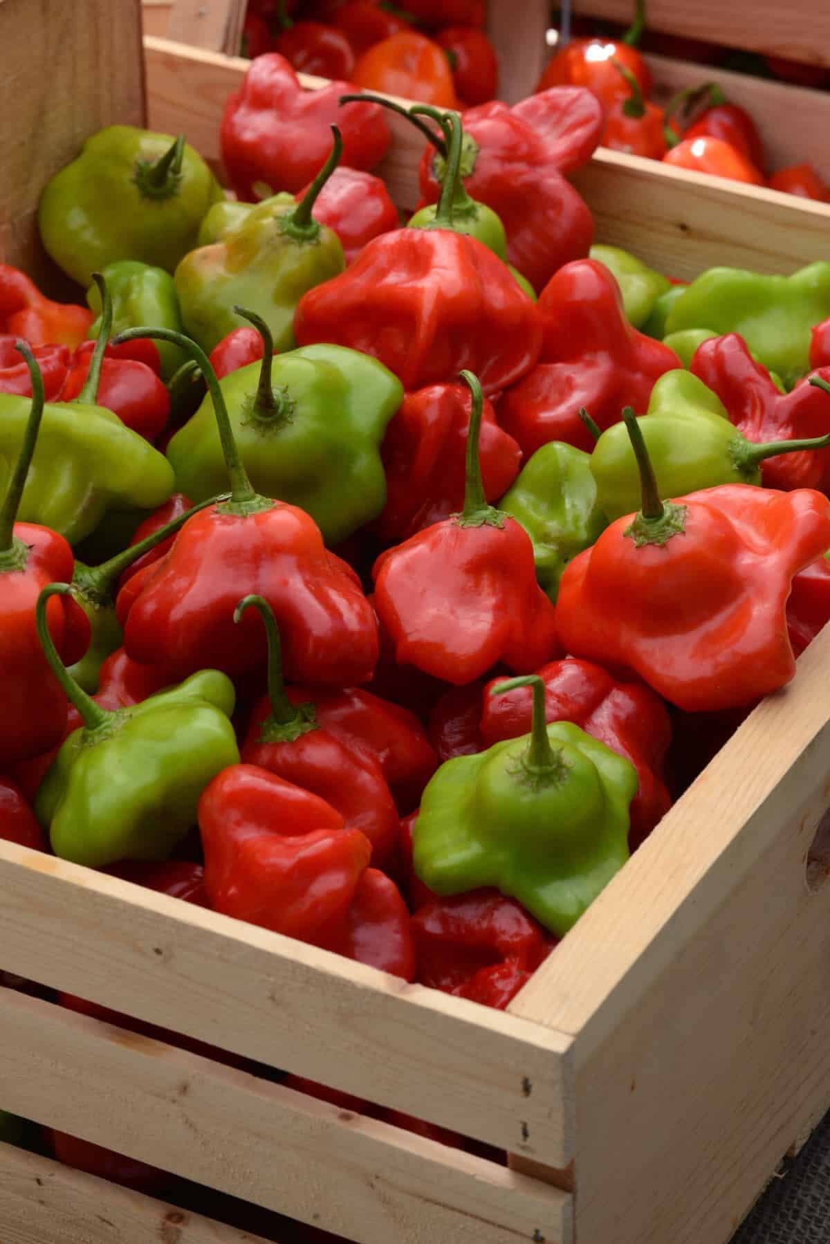 Ce qu'il faut savoir avant de cultiver des mini-poivrons | JDM