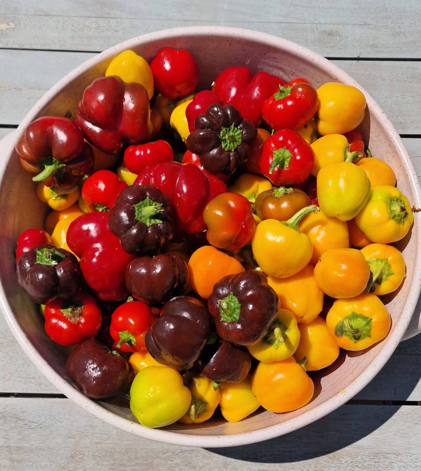 Ce qu'il faut savoir avant de cultiver des mini-poivrons | JDM