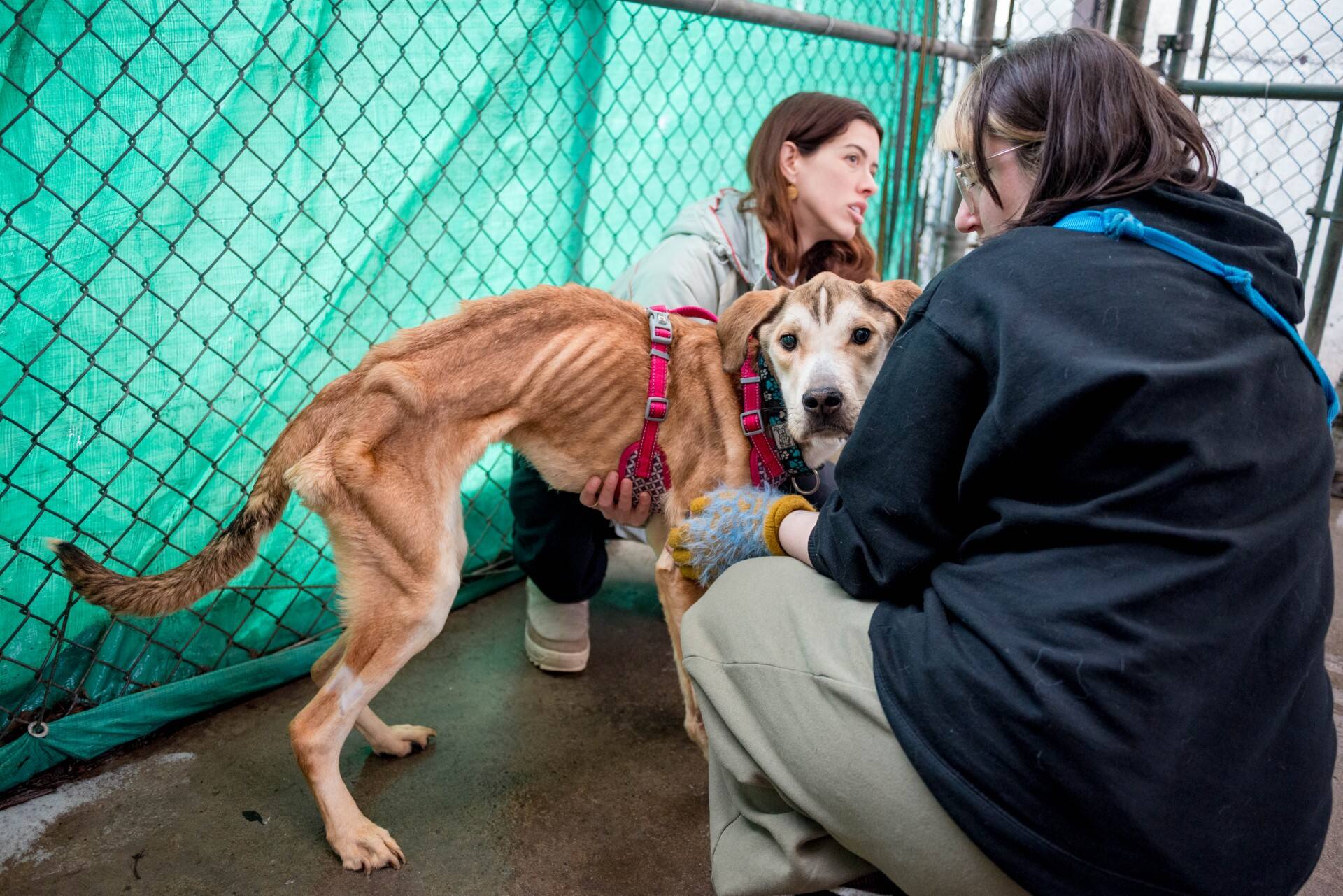 «On veut en faire plus»: une ligne d’urgence 24/7 à la SPCA pour ...