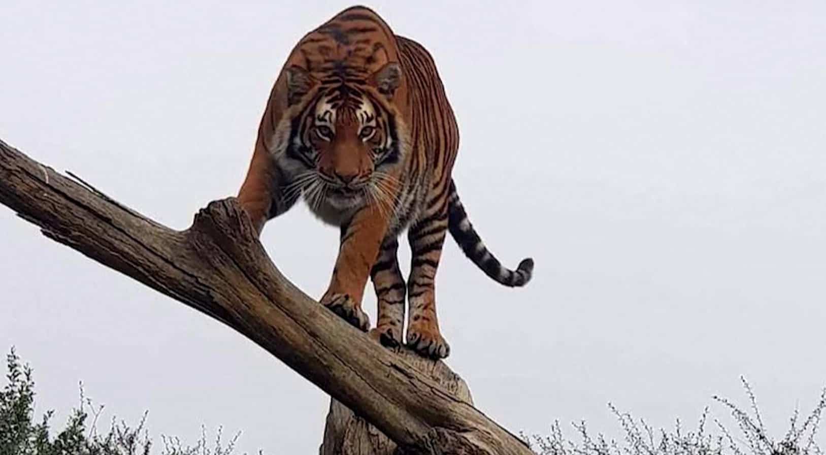 Sheba, la tigresse gardée comme animal de compagnie a été abattue | TVA ...