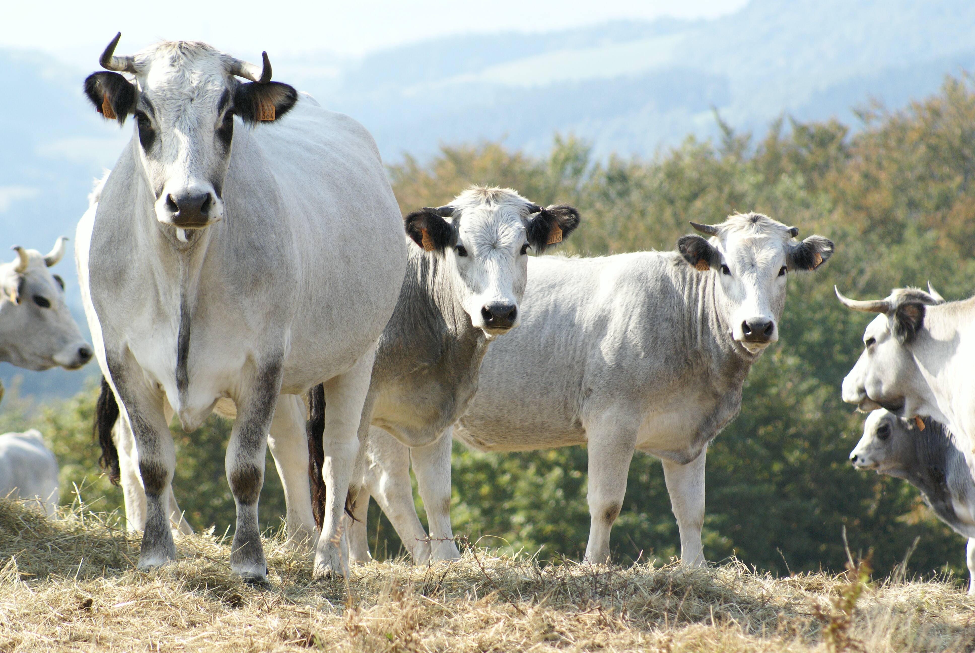 Un cas atypique de «maladie de la vache folle» détecté en Suisse | TVA ...