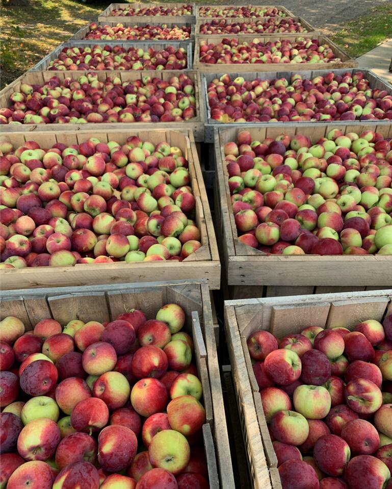 10 vergers où cueillir des pommes cet automne | Salut Bonjour