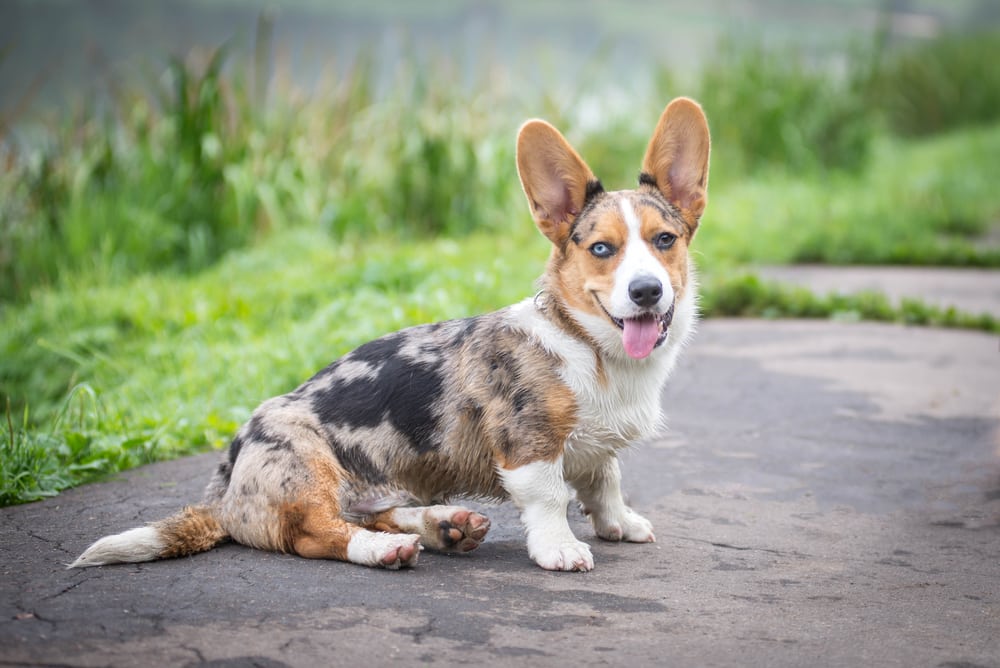 Welsh Corgi : 13 choses à savoir sur cette race de chien | Salut Bonjour