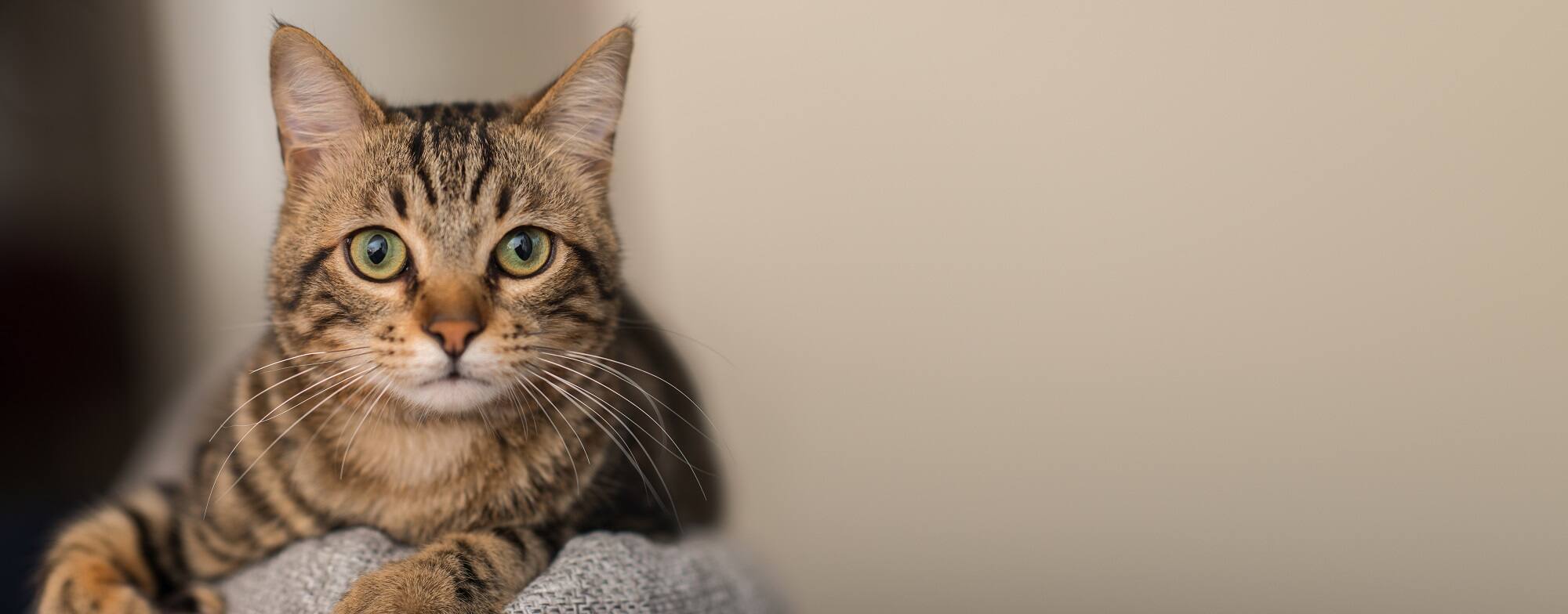 Un chat cleptomane rapporte de la drogue chez ses propriétaires | TVA ...