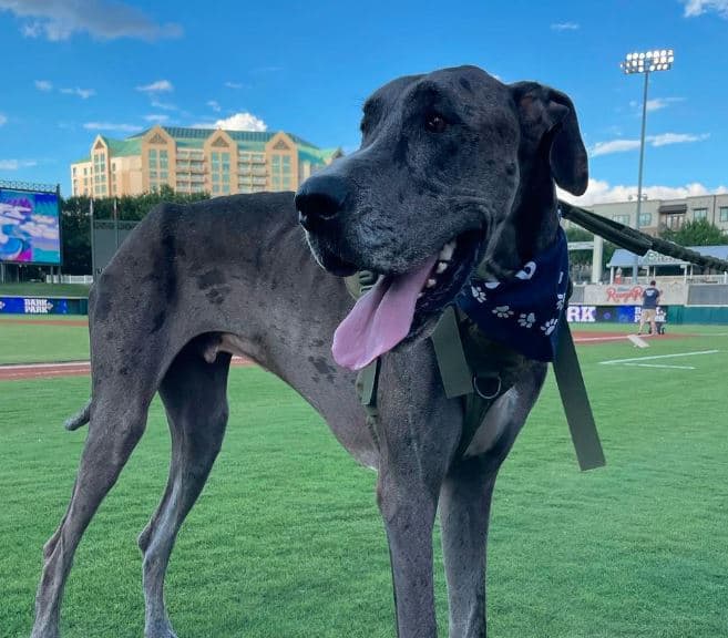 Voici Zeus, le plus grand chien du monde! | JDM