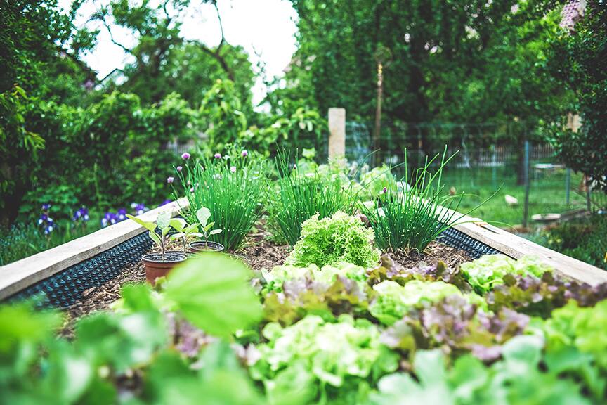 Comment Faire un Jardin (Potager) au Québec | Recettes du Québec
