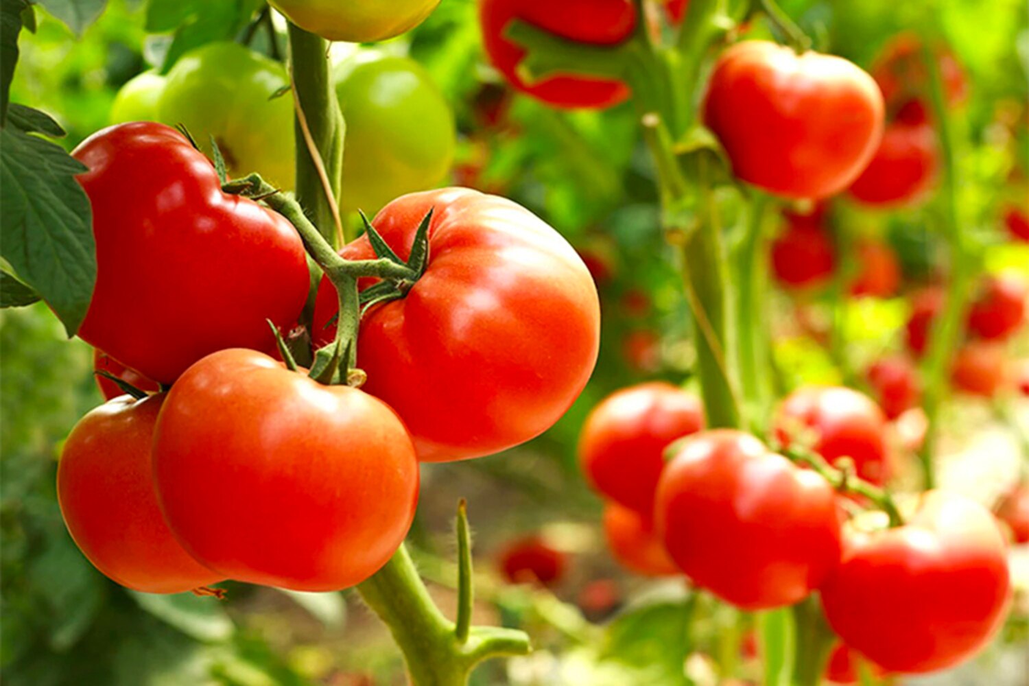 9 choses à savoir sur la tomate | Recettes du Québec