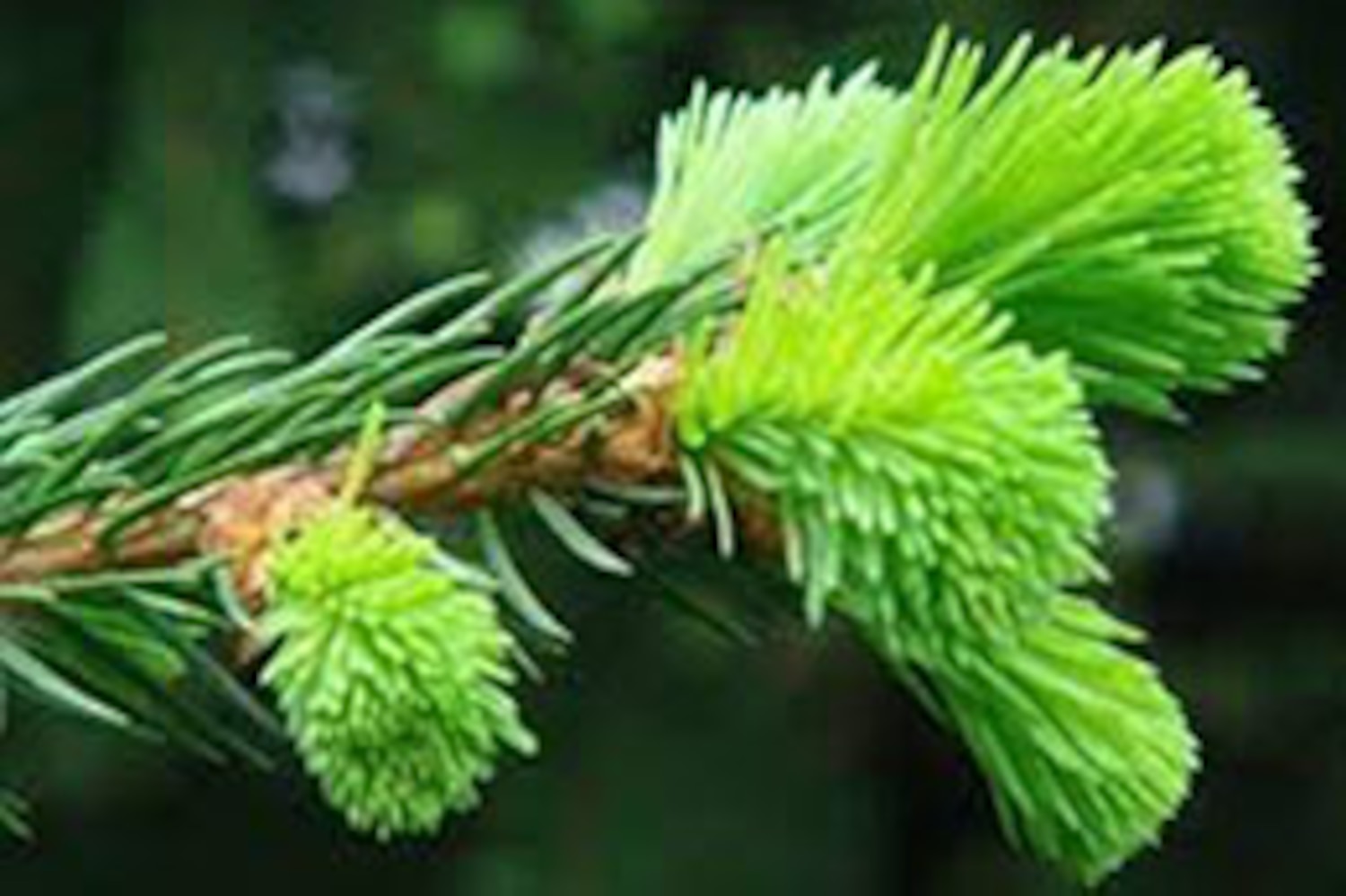 La pousse de sapin, comestible et à découvrir! | Recettes du Québec