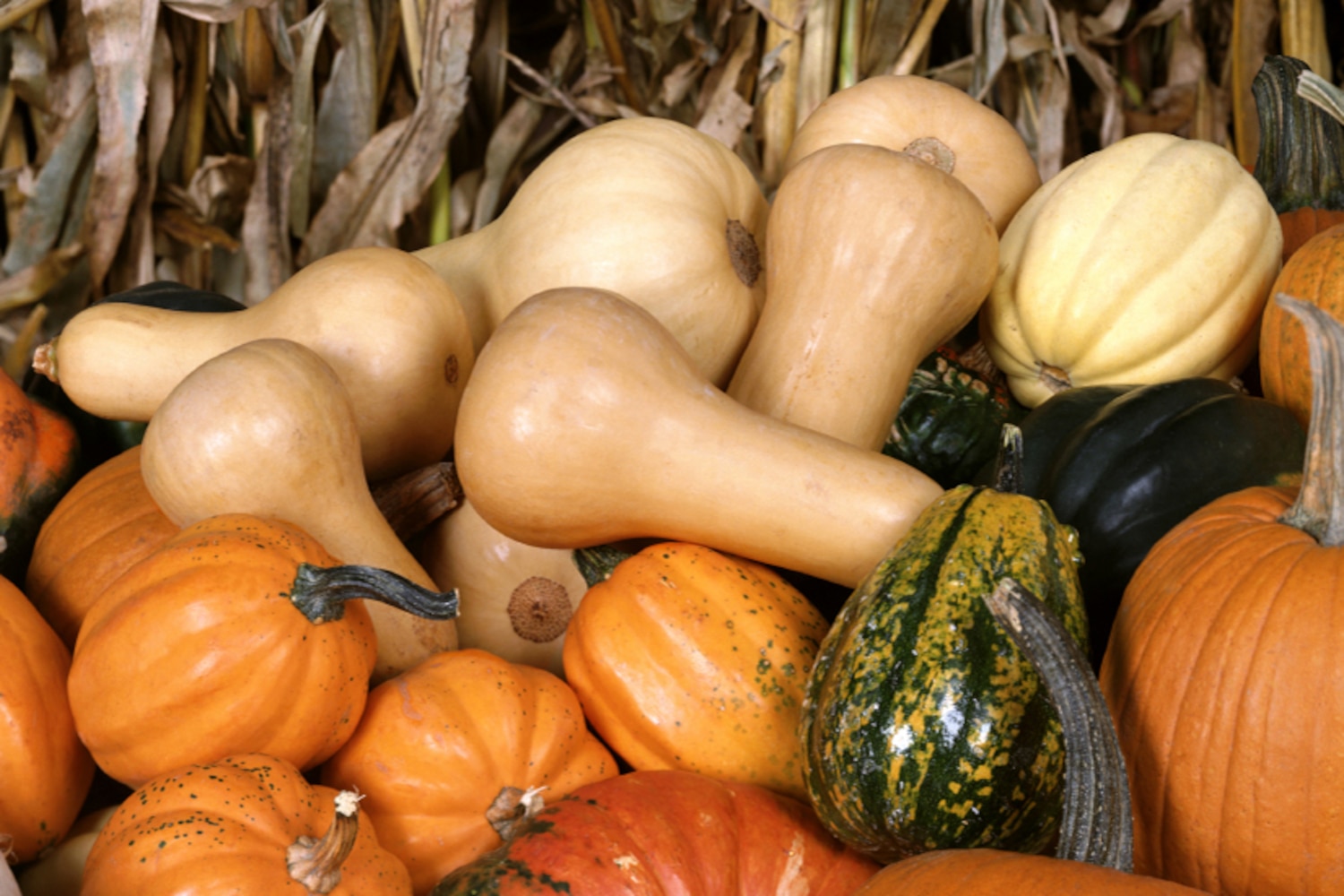 Les courges | Recettes du Québec