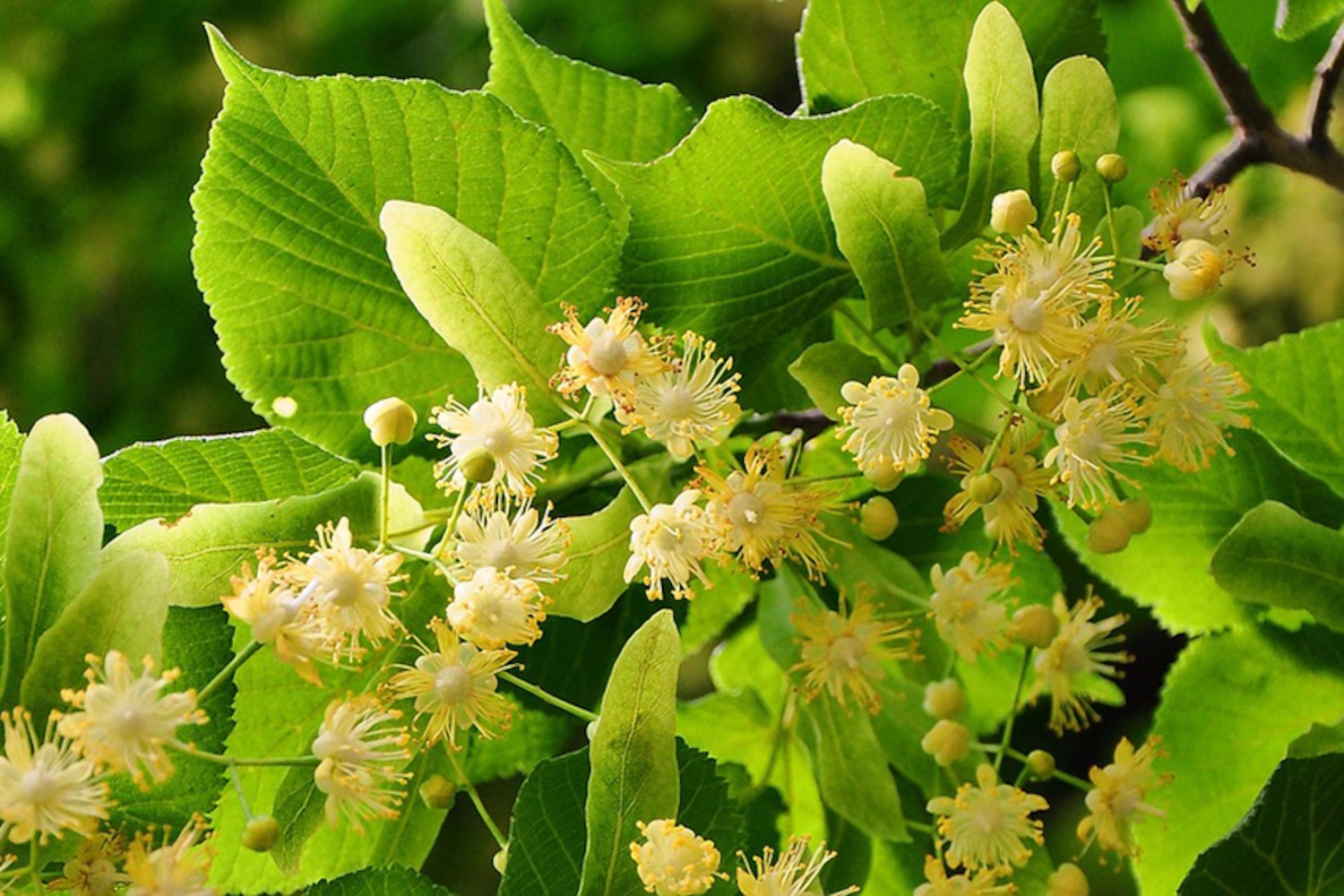 La cueillette du tilleul | Recettes du Québec
