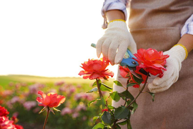 12 Fragrant Flowers For A Sweet-Smelling Garden | Style at Home